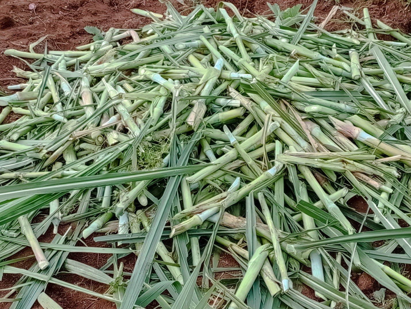 Why Farmers Should Grow Super Napier - Packchong 1 - WingFarm